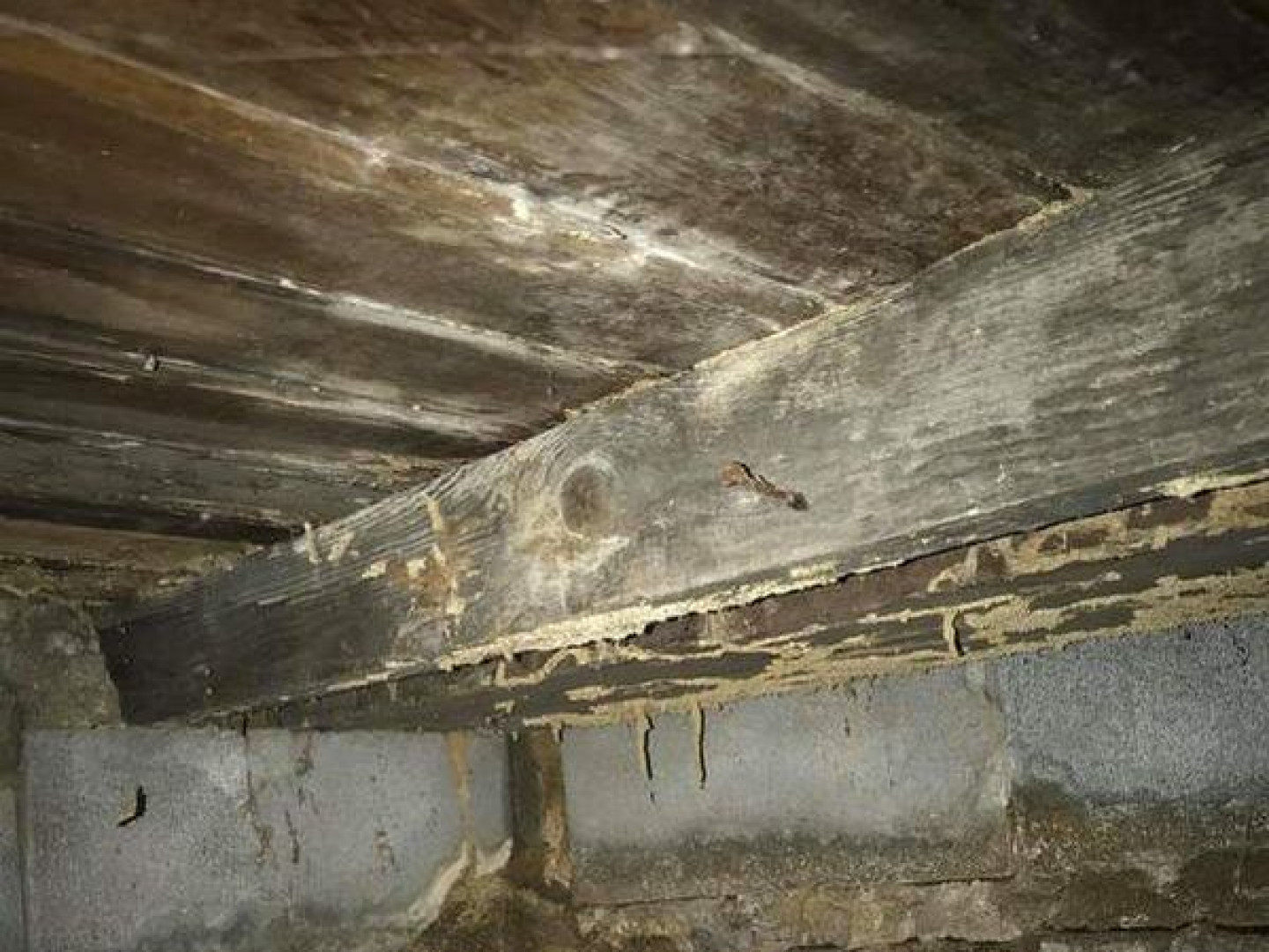 Termite Solutions | Pittsboro, Sanford & Siler City, NC | Elmore Pest ...