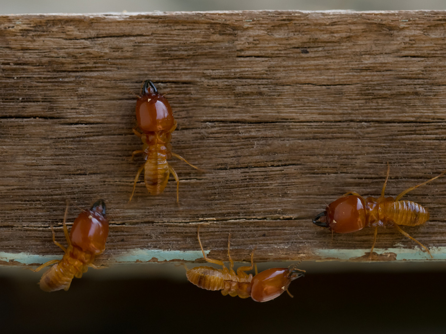 Termite Extermination | Pittsboro, Sanford & Sanford, NC | Elmore Pest ...